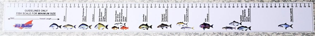 Fish Measurement Sticker – Stil Fishing